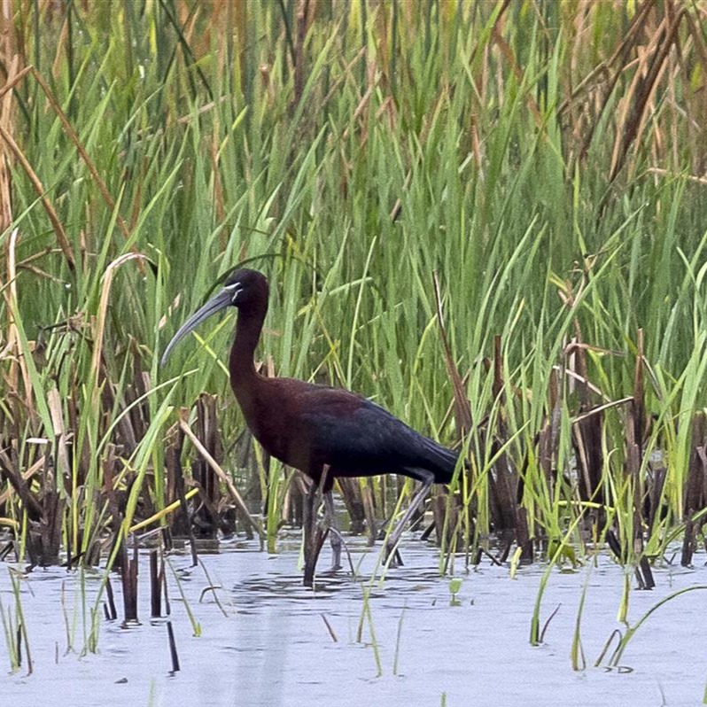 Iowa Ornithologists' Union
