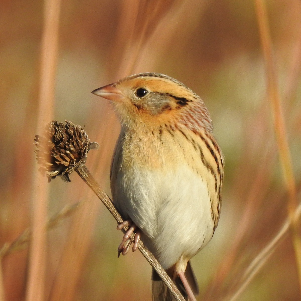 Iowa Ornithologists' Union