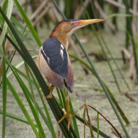 Iowa Ornithologists' Union