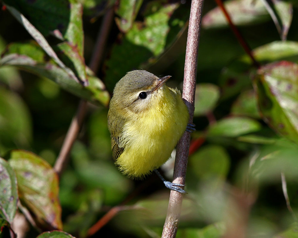 Finding Birds in Iowa
