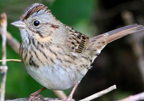 Iowa Ornithologists' Union